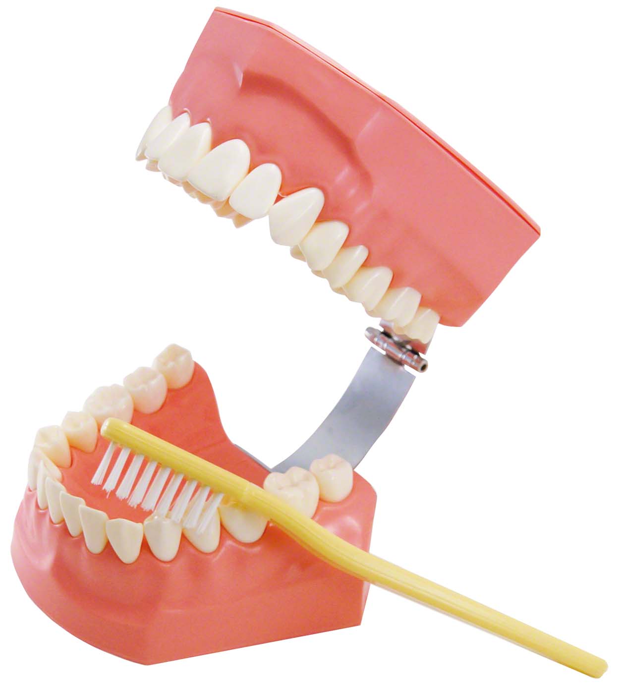KKD® Zahnputzmodell | Demonstrationsmodelle | Praxisorganisation | Praxis | denteris - ONLINE ...